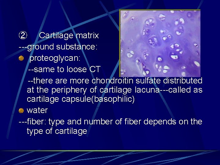 Cartilage and Bone 1 Cartilage organCartilage tissueperichondrium 1