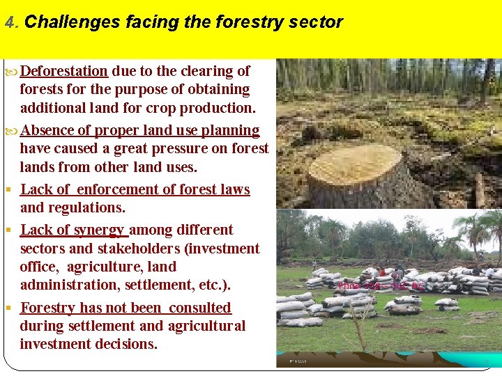 FORESTRY RESEARCH IN AMHARA REGION Past achievements present