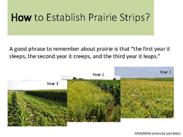 Prairie Strips What Are Prairie Strips Small portions