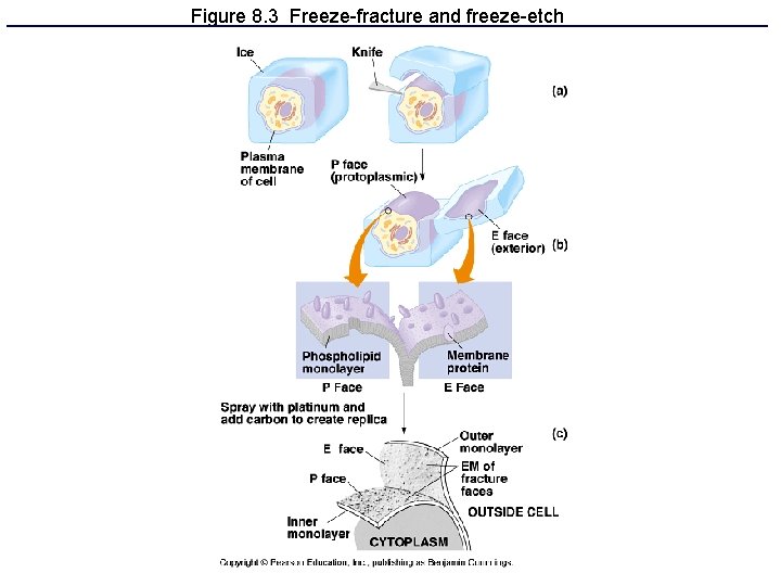 Membranes Chapter 7 The plasma membrane Separates living