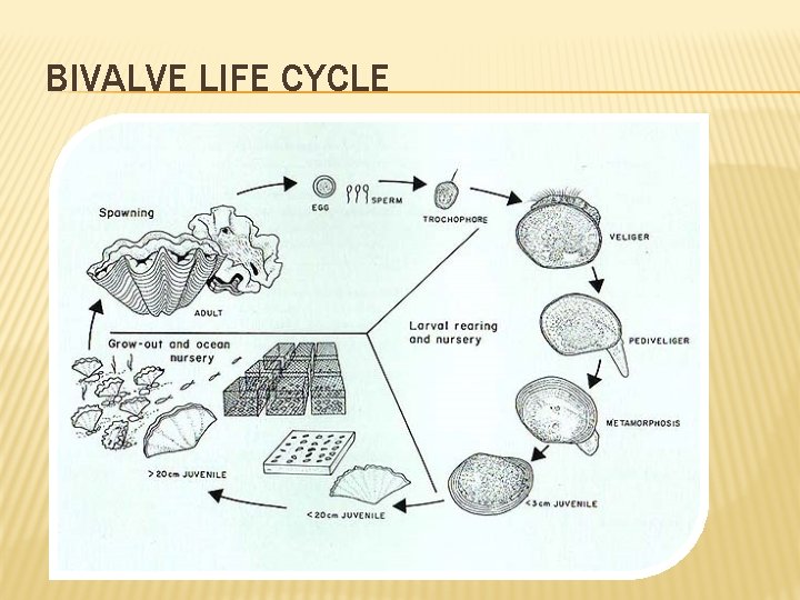 Mae Gallego 9 A BIVALVES AND GASTROPODS Kingdom