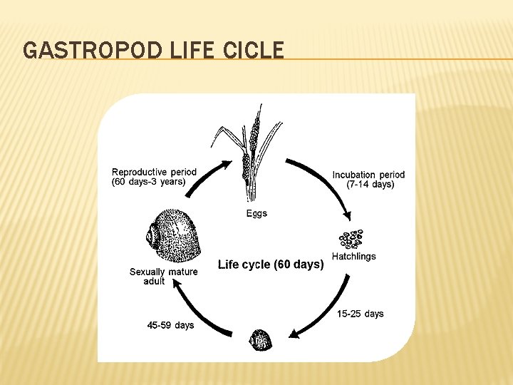 Mae Gallego 9 A BIVALVES AND GASTROPODS Kingdom