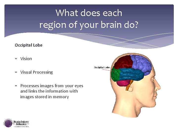 Module 1 All About the Brain The Human