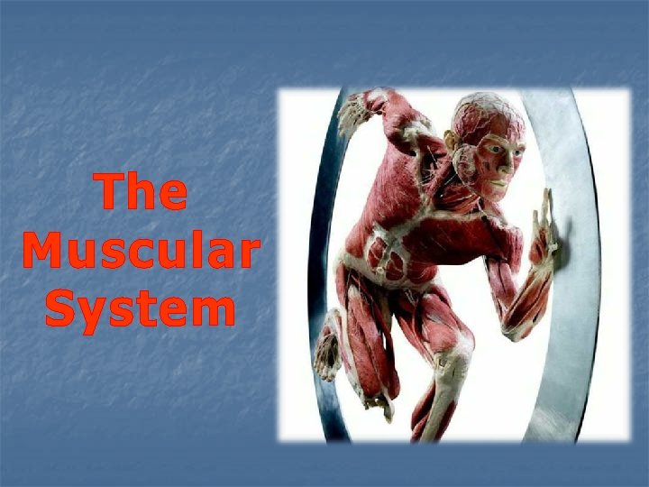 The Muscular System Primary Function of the Muscular