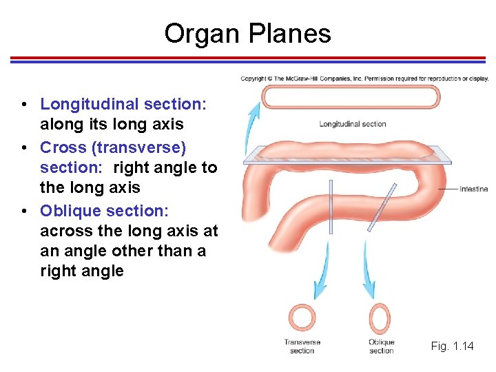 Chapter 1 The Human Organism Cells of the