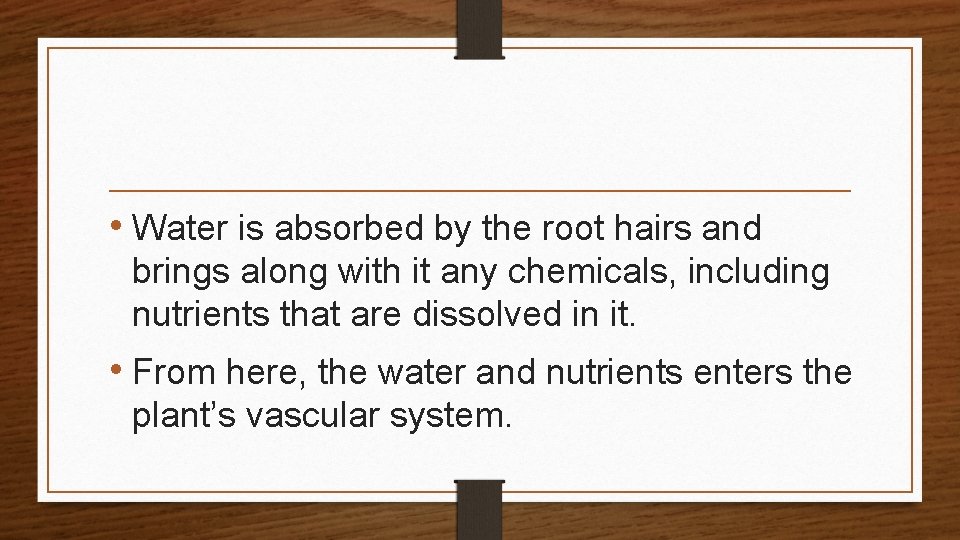 PlantSoil Interactions Plant Parts and Functions Roots Plants