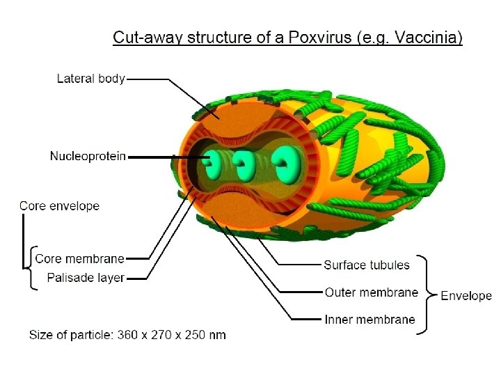 Morphology large complex virion ovoid in shape with