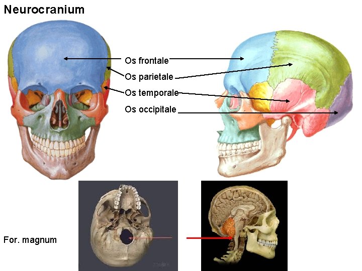 KAFATASI KEMKLER BABOYUN ANATOMS Neurocranium Os frontale Os