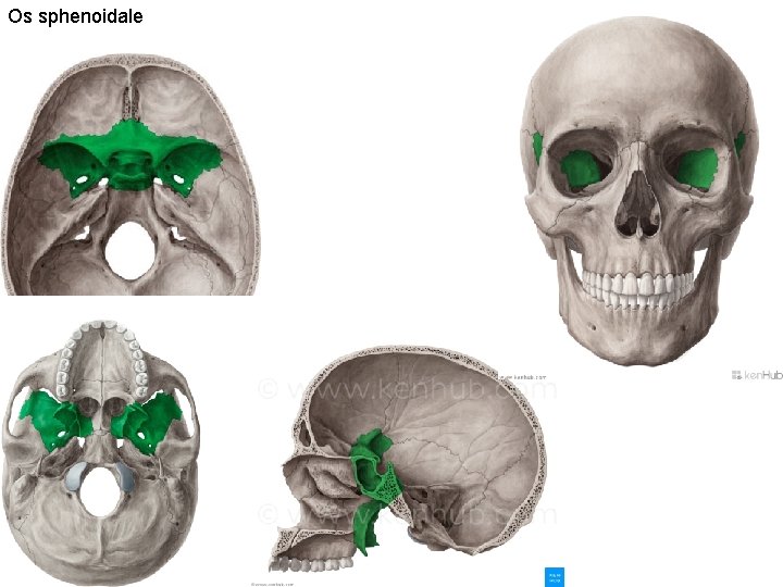 KAFATASI KEMKLER BABOYUN ANATOMS Neurocranium Os frontale Os