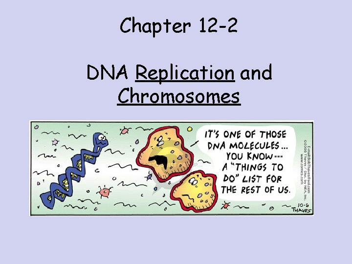 Chapter 12 2 DNA Replication and Chromosomes I