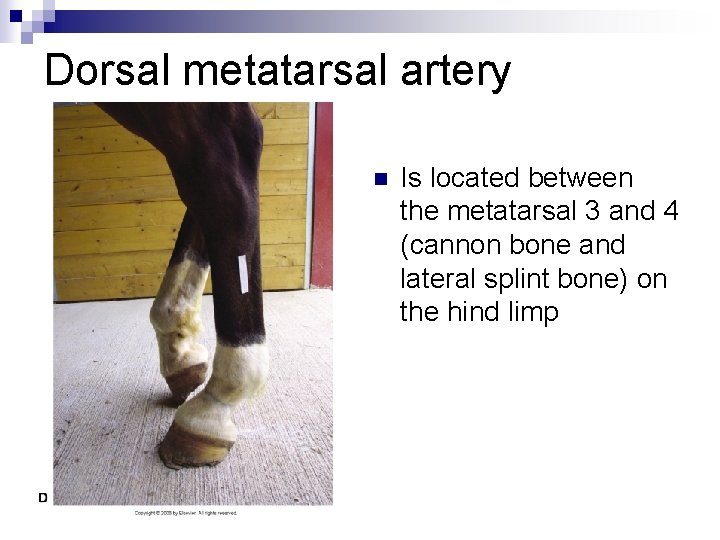 Basic Physical Examination of Horses Chapter 2 Pages