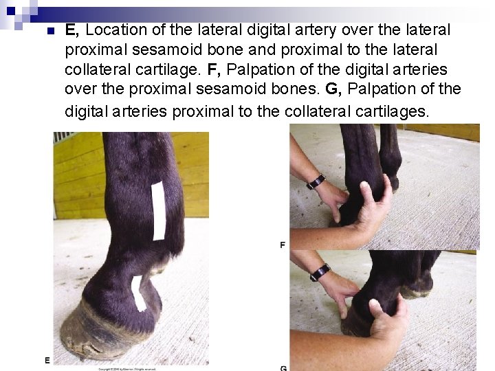 Basic Physical Examination of Horses Chapter 2 Pages