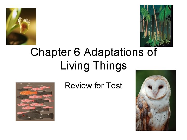 Chapter 6 Adaptations of Living Things Review for