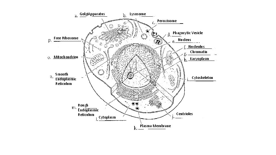 Body Systems The Foundations Smallest unit atom Grouped