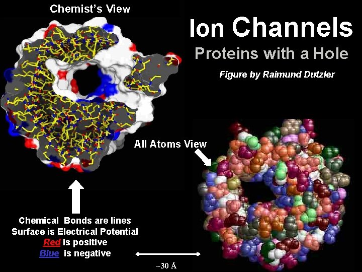 Chemists View Ion Channels Proteins with a Hole