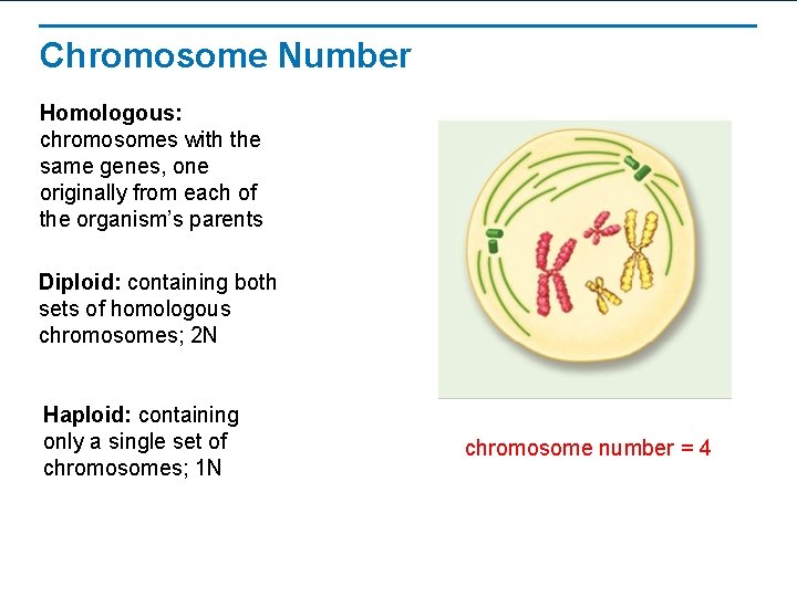 Meiosis Learning Objectives Contrast the number of chromosomes