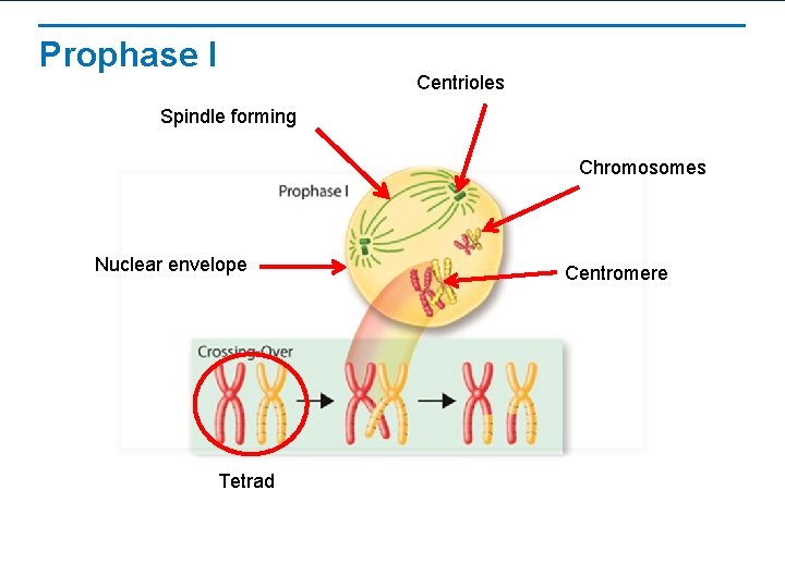 Meiosis Learning Objectives Contrast the number of chromosomes