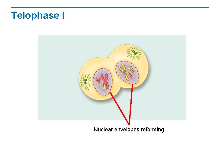 Meiosis Learning Objectives Contrast the number of chromosomes