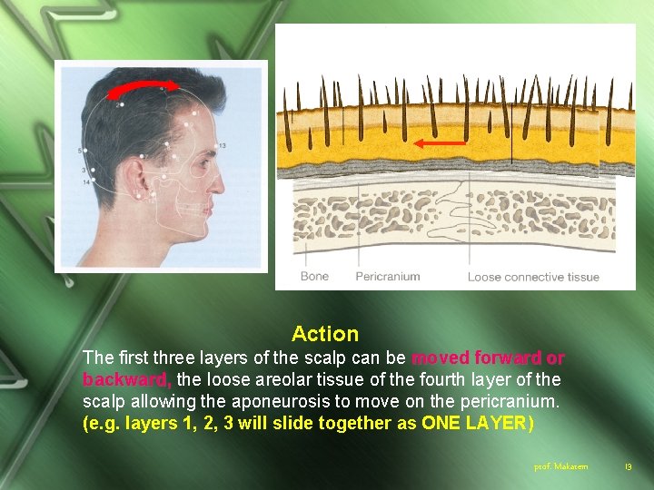 SCALP DEFINITION The scalp consists of Skin normally