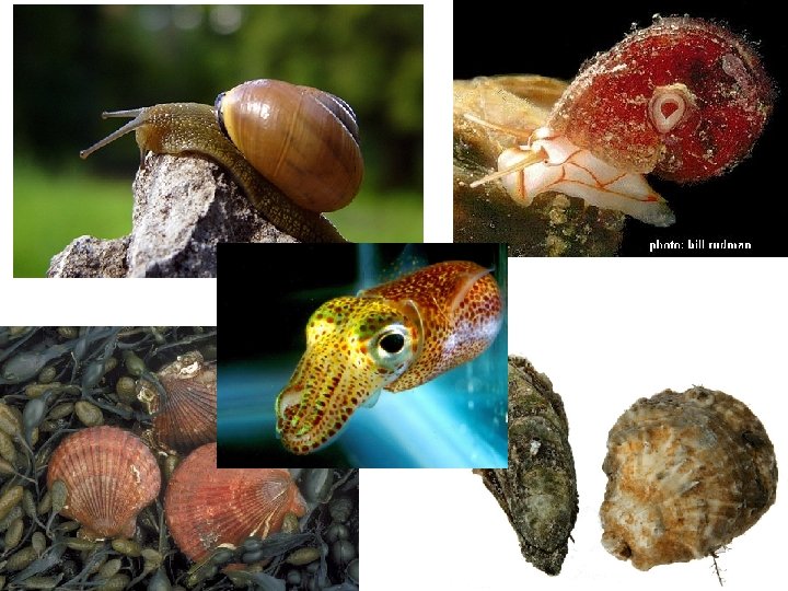 Mollusks Kingdom Animalia Phylum Mollusca means soft What
