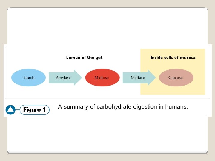 Digestive enzymes DR S P KAMBLE Enzymes help