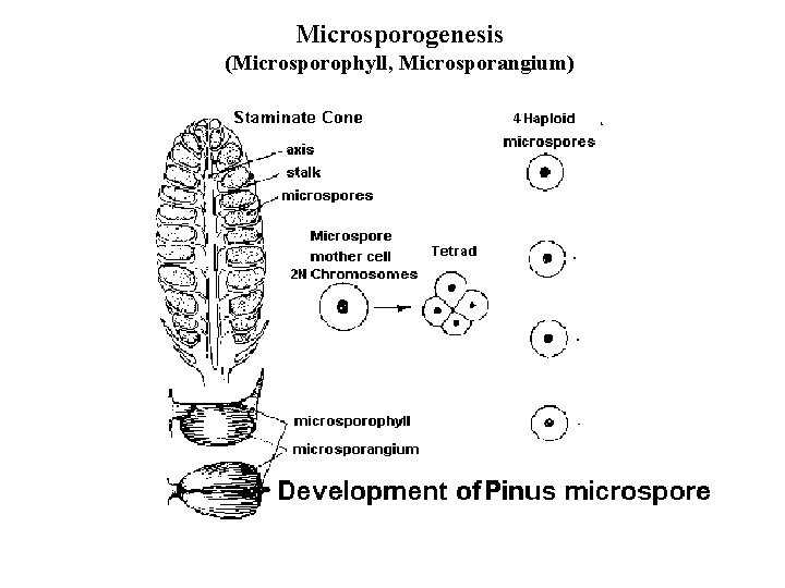 CONIFERS Pines Pinus Abies Fir Pseudotsuga Douglas Fir
