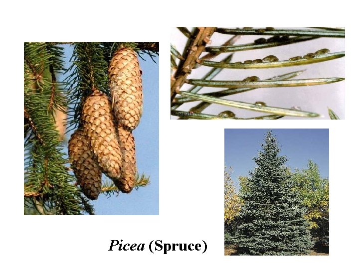 CONIFERS Pines Pinus Abies Fir Pseudotsuga Douglas Fir