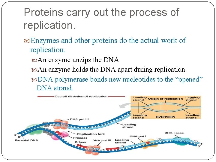 Protein Synthesis Replication A single DNA strand can