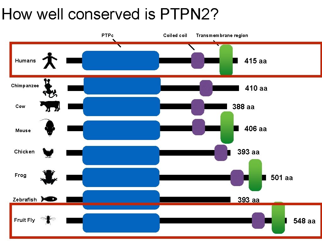 Crohns Disease and PTPN 2 By Katie Waldeck