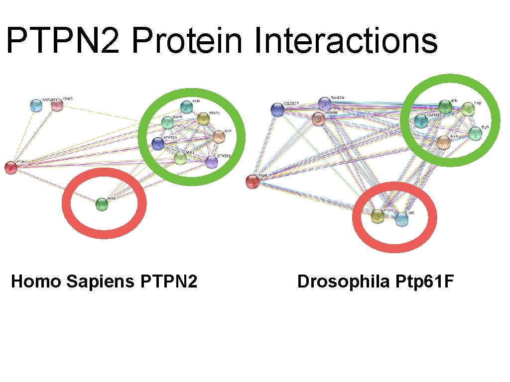 Crohns Disease and PTPN 2 By Katie Waldeck
