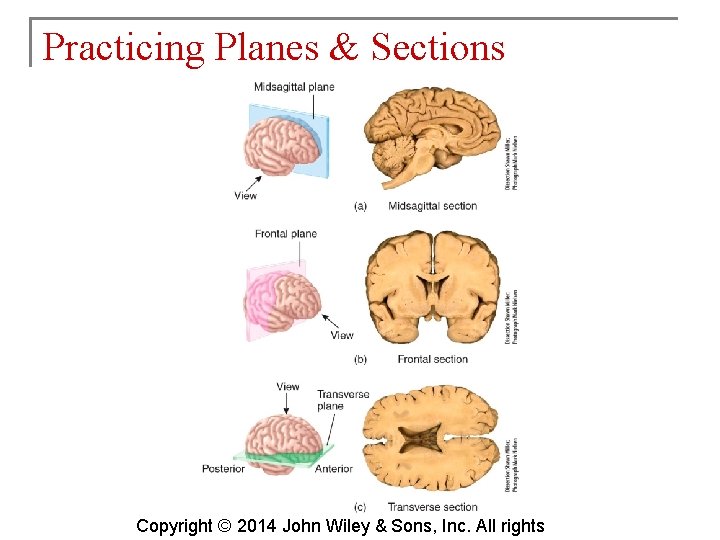 Principles of Anatomy and Physiology 14 th Edition