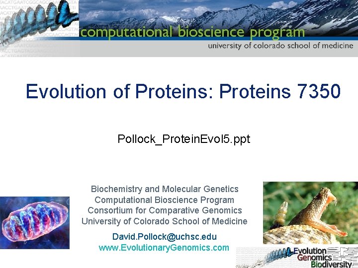 Evolution of Proteins Proteins 7350 PollockProtein Evol 5