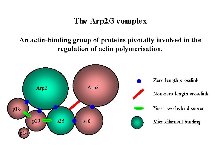 Bacteria and the cytoskeleton The human body is