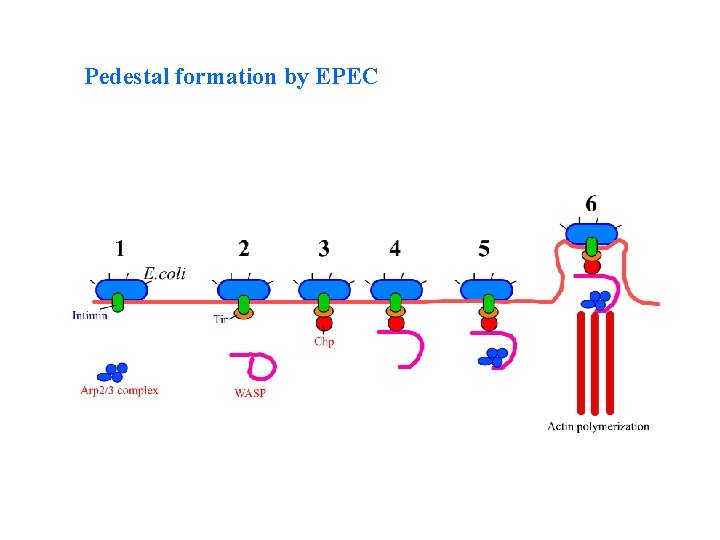 Bacteria and the cytoskeleton The human body is