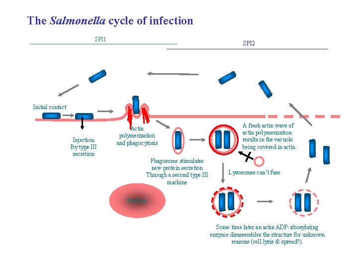 Bacteria and the cytoskeleton The human body is