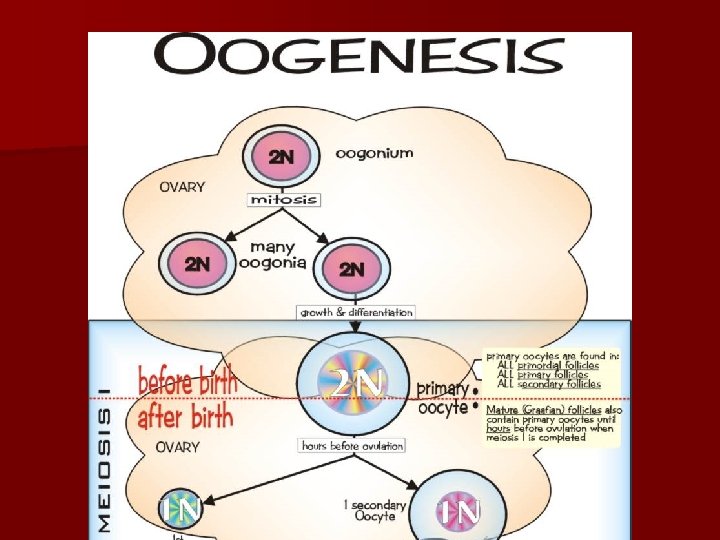 Oogenesis n Occurs How by meiosis but with