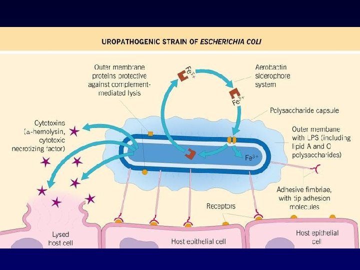 Urinary Tract Infections Symptomatic and asymptomatic UTIs are