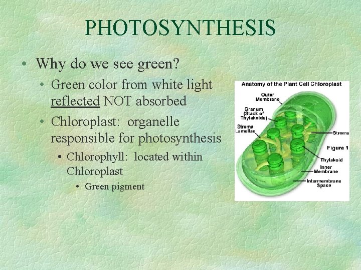 Photosynthesis How plants make their food PPT BY