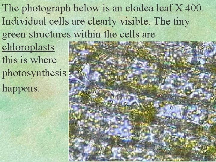 Photosynthesis How plants make their food PPT BY