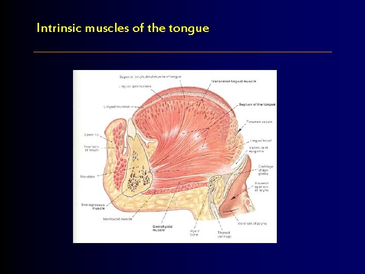 Muscles of the tongue Lingual artery and vein