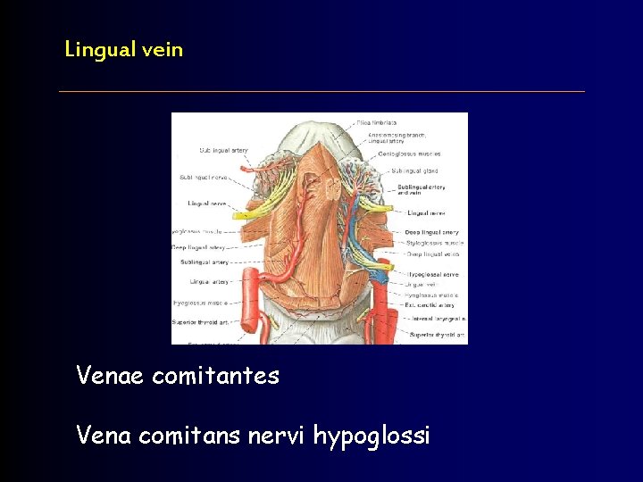 Muscles of the tongue Lingual artery and vein