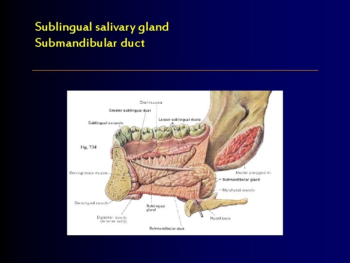 Muscles of the tongue Lingual artery and vein