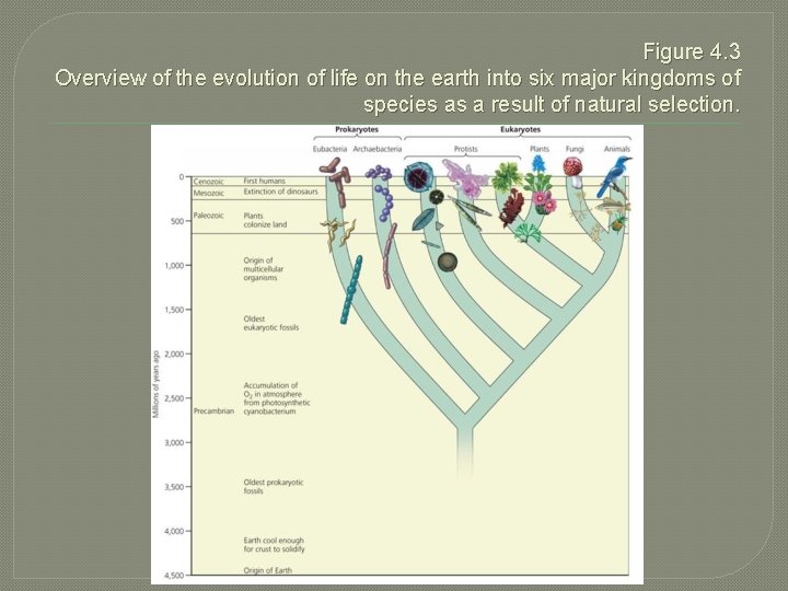 Biodiversity and Evolution Chapter 4 Miller and Spoolman