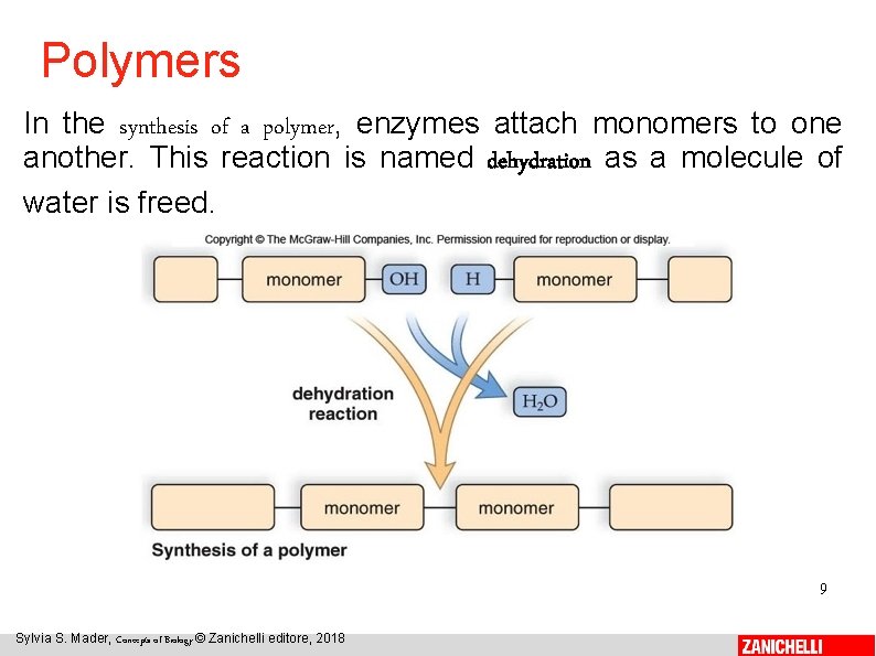 Sylvia S Mader Immagini e concetti della biologia