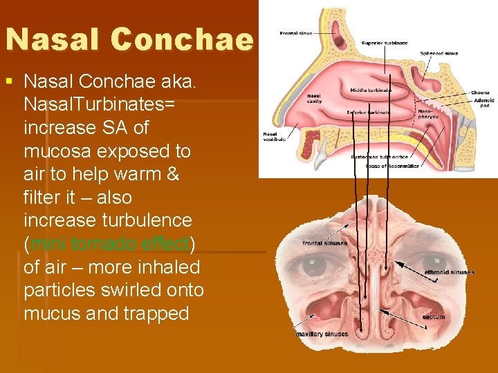The Respiratory System Use this ppt to complete