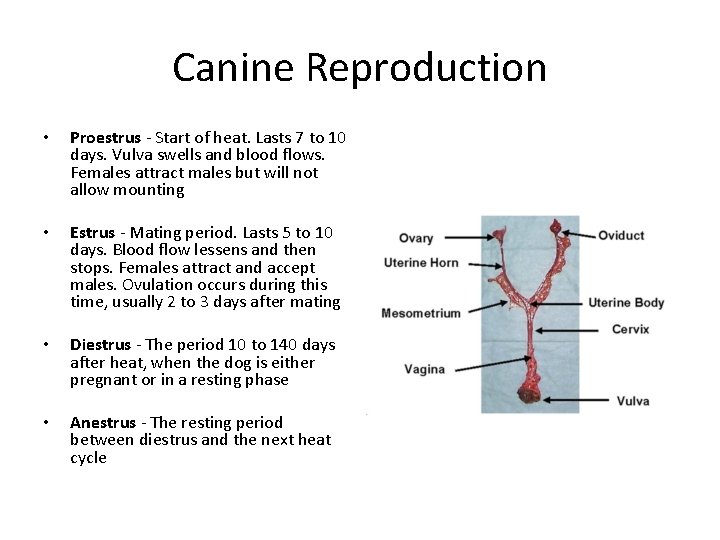 Reproduction Animals for breeding should be excellent representatives