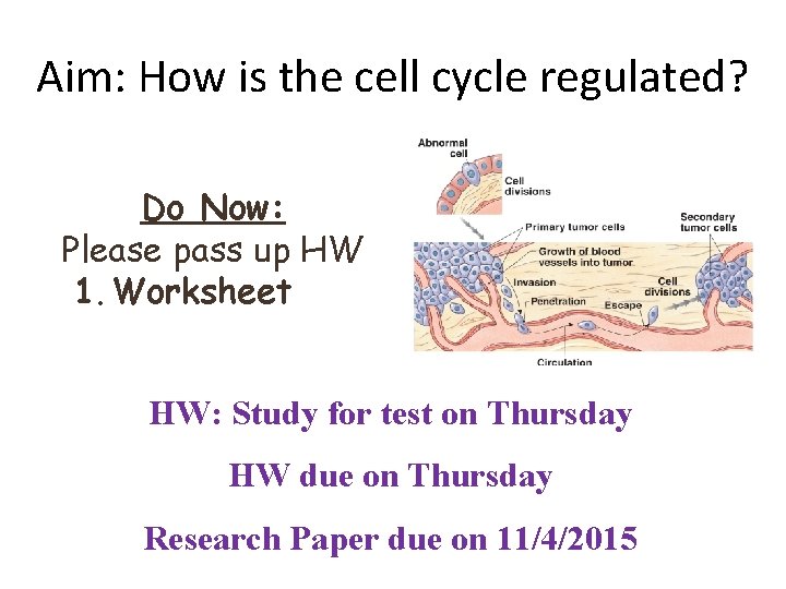 Aim How is the cell cycle regulated Do