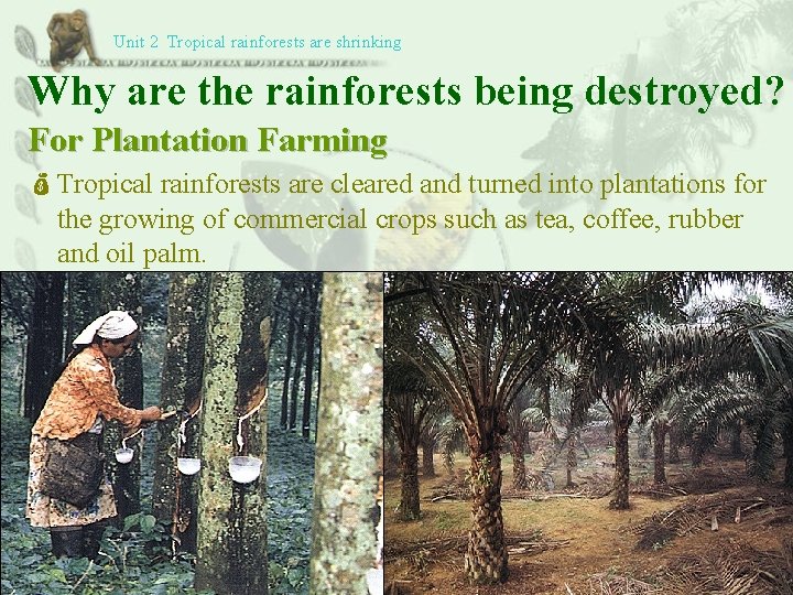 Unit 2 Tropical rainforests are shrinking Unit 2