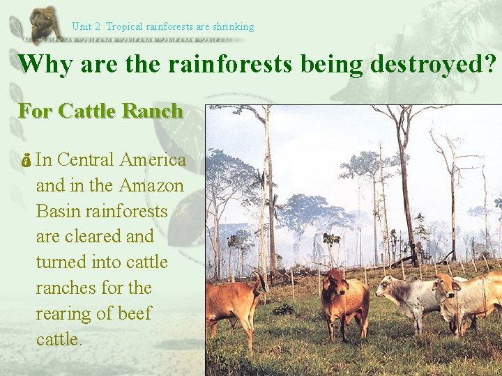 Unit 2 Tropical rainforests are shrinking Unit 2