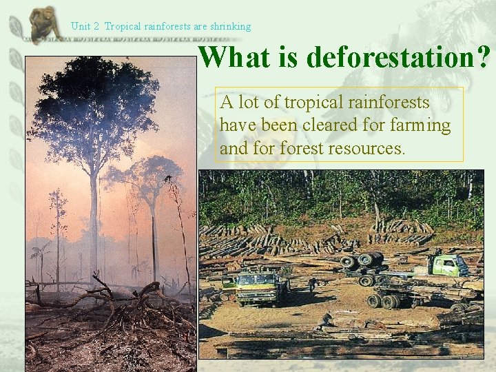 Unit 2 Tropical rainforests are shrinking Unit 2